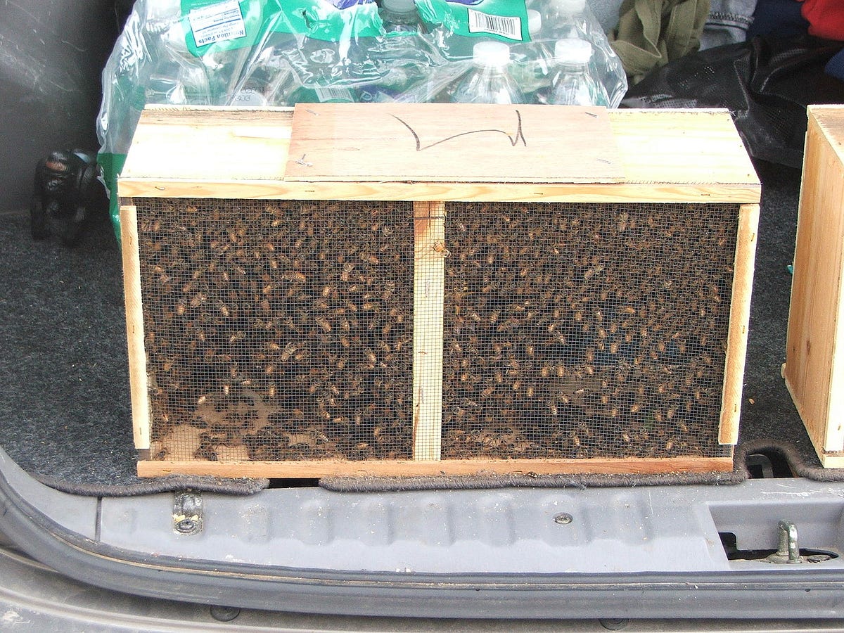 Package Bees & Getting Started Beekeeping | by Dustin Betz ...