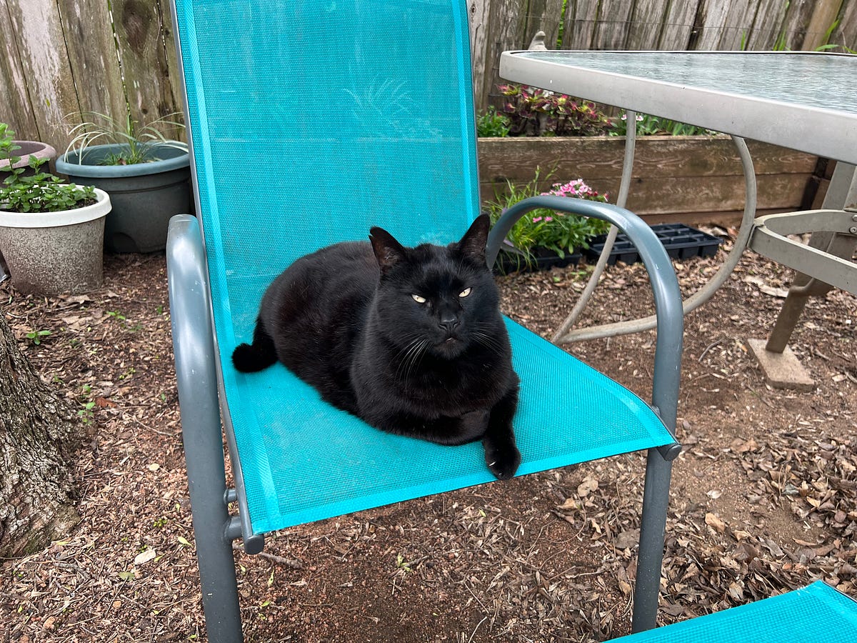 Happy Hour with Cats. They’re the best company to hang out… | by Beth ...
