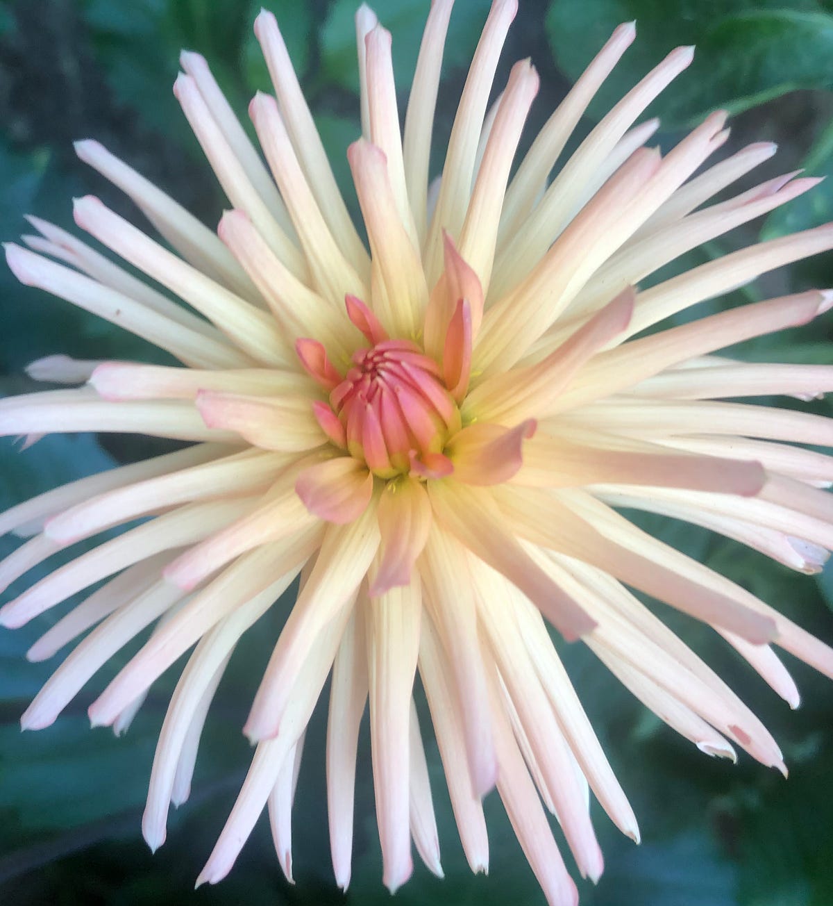 The Exotic Skin Hypothesis: A Unified Mechanism for Dormancy ...