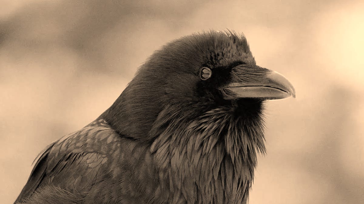 Raven. The sun was setting over the once lush… | by Short Story ...