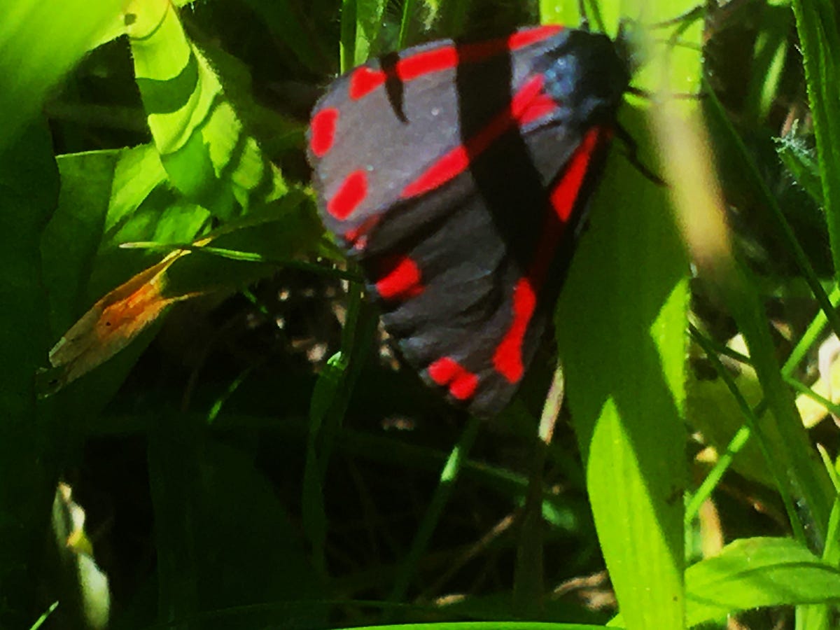 Red Butterfly Part 2 of 2 | Fictions