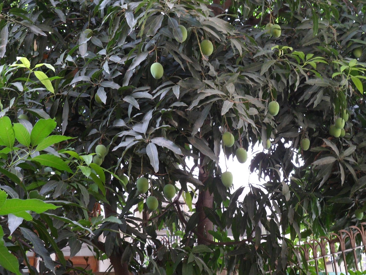 The Mango Tree. Generosity Amid Cruelty. | by Biswanath Datta ...