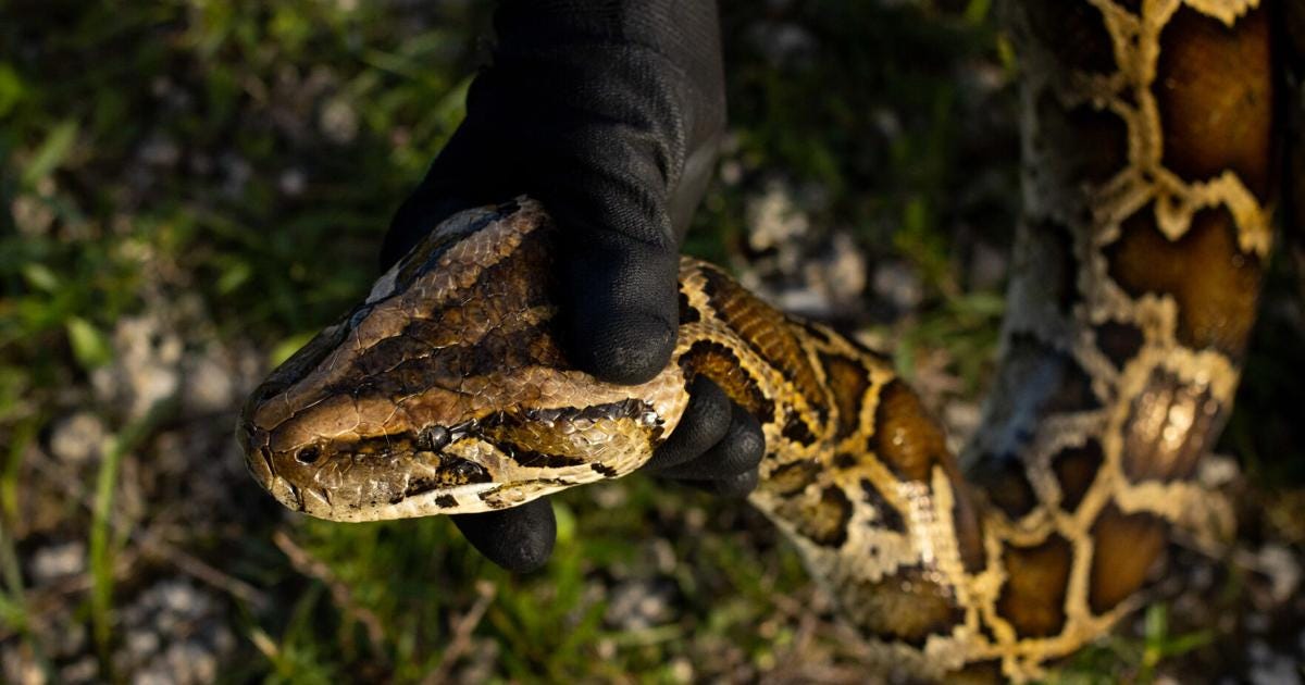 Dedicated Florida Python Hunters Confront the Invasive Snake Problem ...