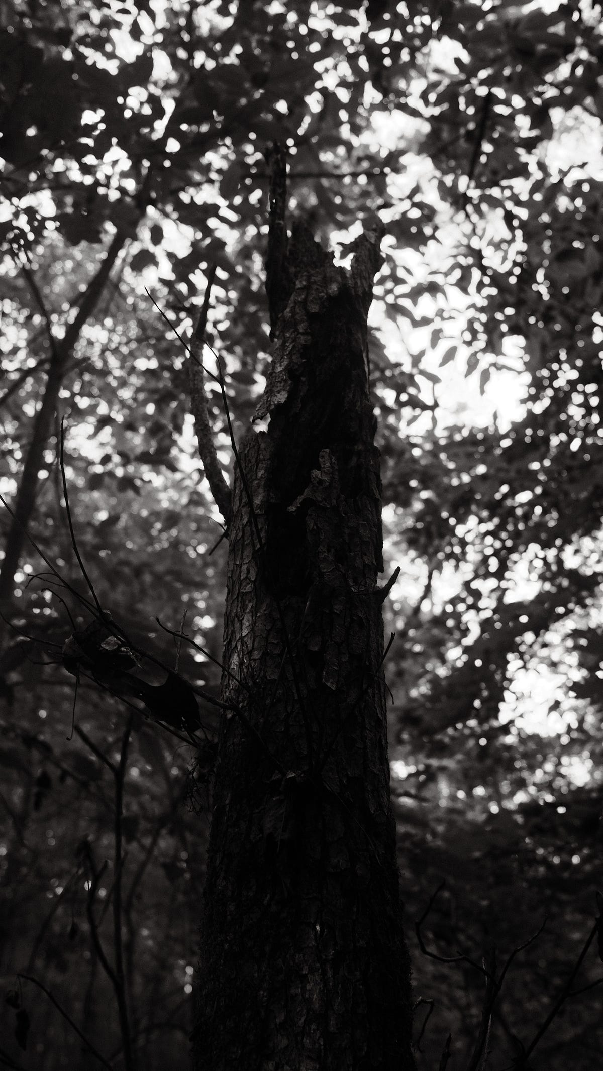 Monolith. At the edge of all that is | by Seth Rodriguez | Medium