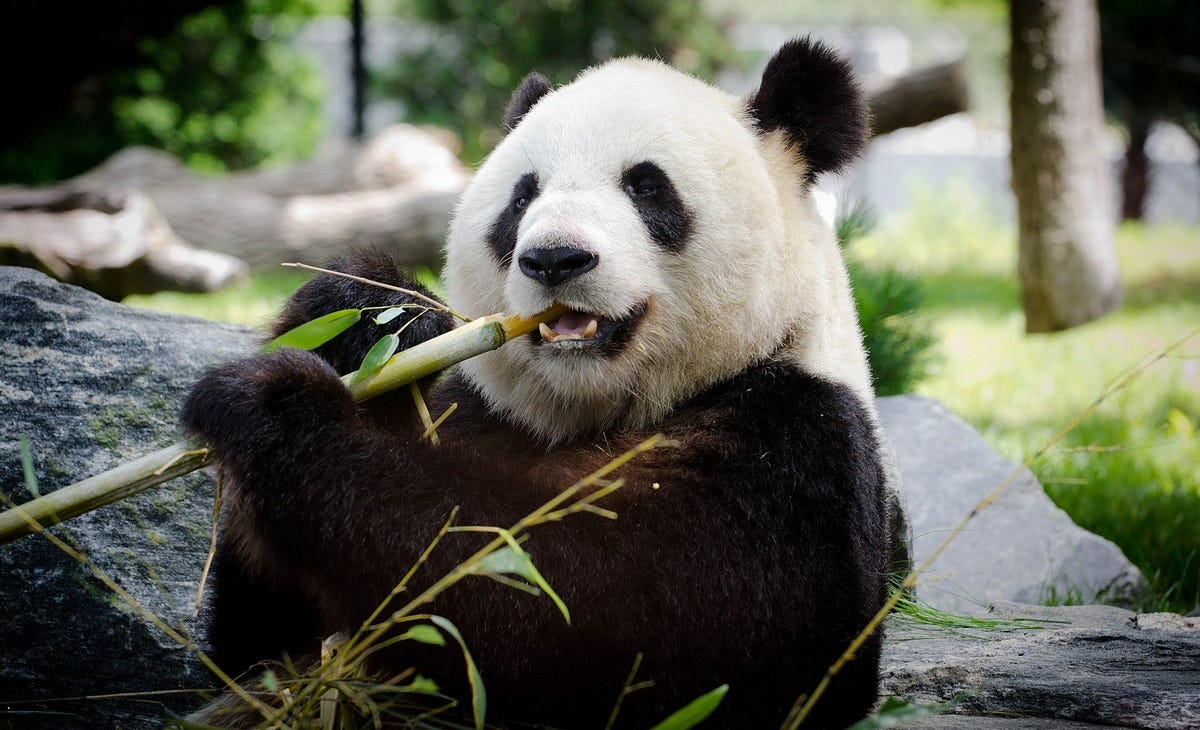 Discover the superstar from the Far East: the giant panda in the ...