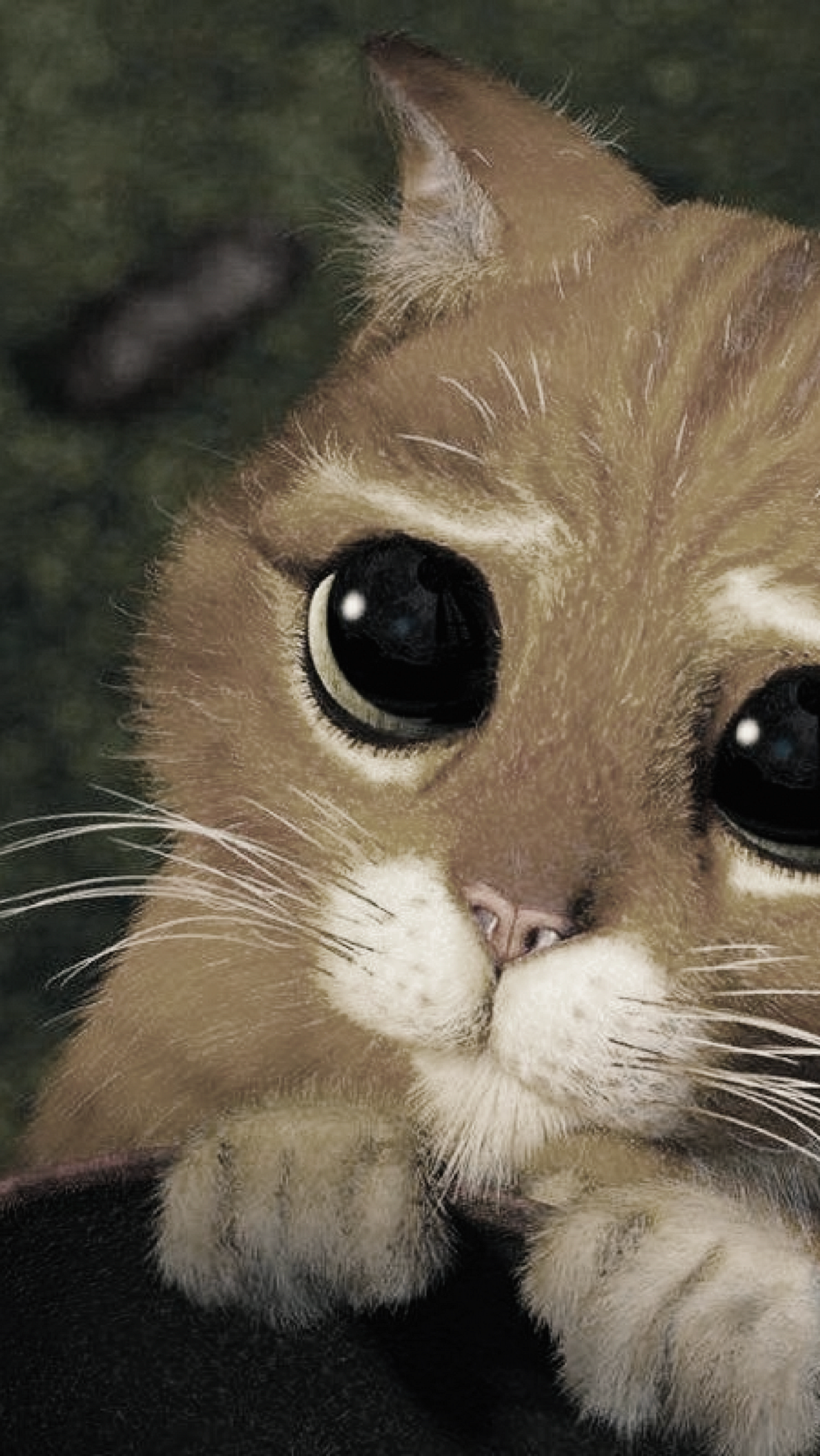 who the heck is this cat? but looks lovely :) | by Steve | HANSOL HUH ...