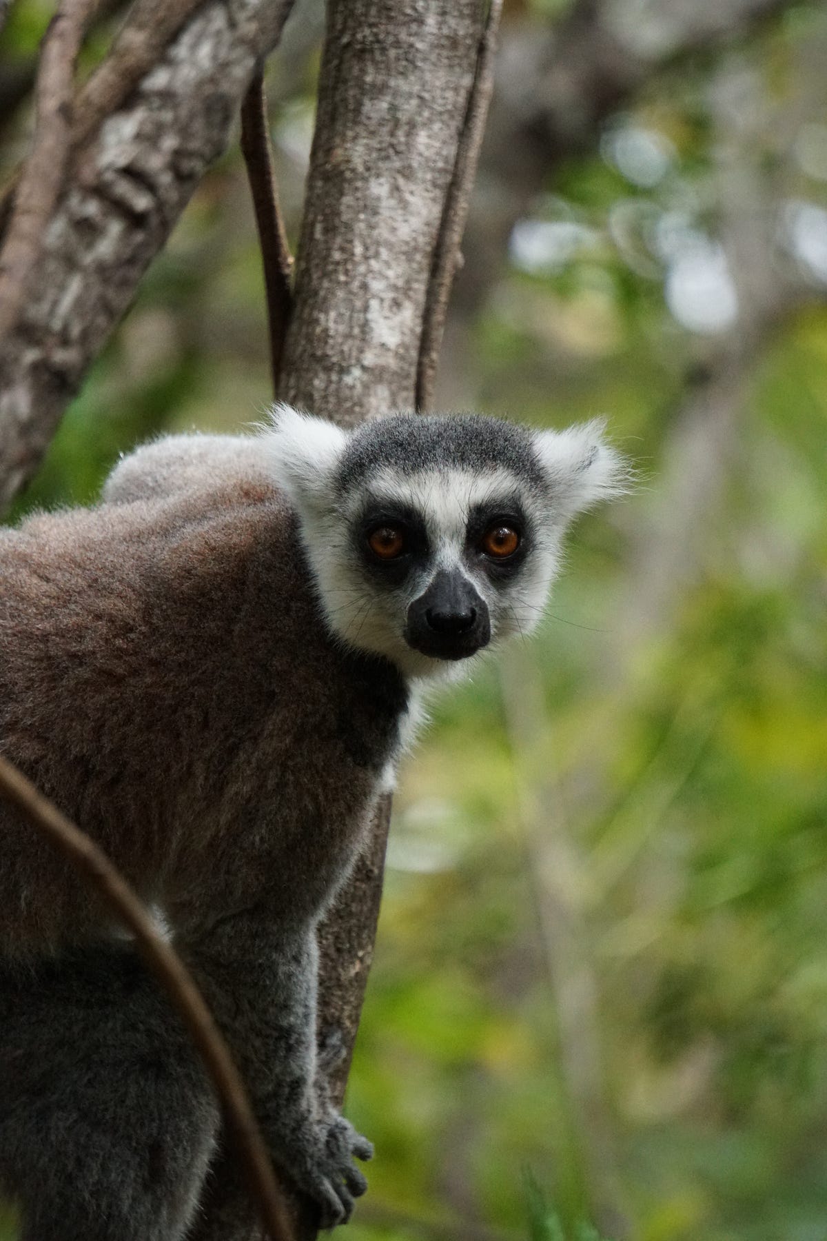 Meeting The Real King Julien. Seeing Madagascar’s Most Iconic Animal ...