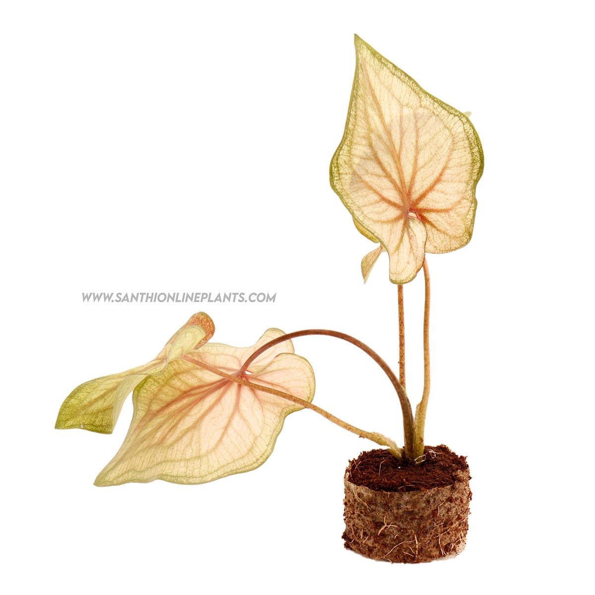 Caladium-Florida-Sweet-Heart-scaled | by Santhionline | Oct, 2023 | Medium