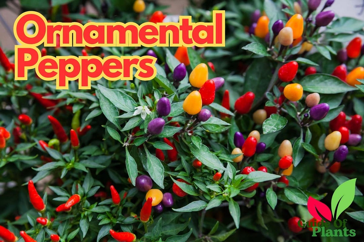 Ornamental Peppers. Gardens and outdoor spaces are… | by Kazi Maskarin ...