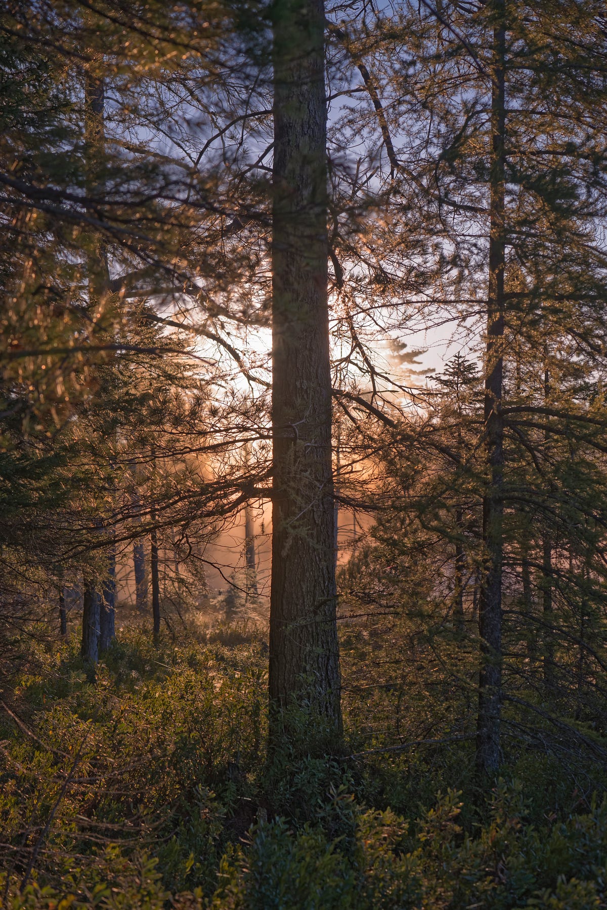 Happiness — Why is it so elusive? | by Nicholas Fulford | Medium
