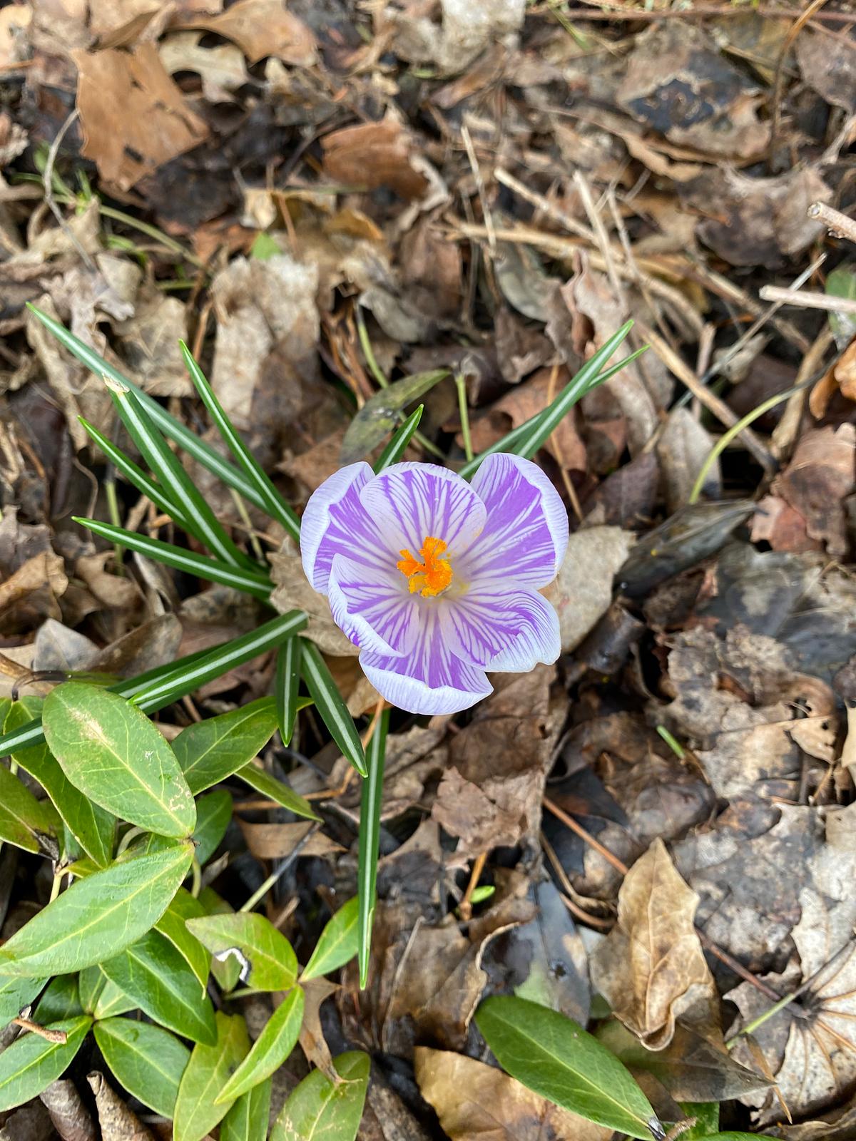 Hunting for Happy, March 25, 2023. | by Priya Narasimhan ...