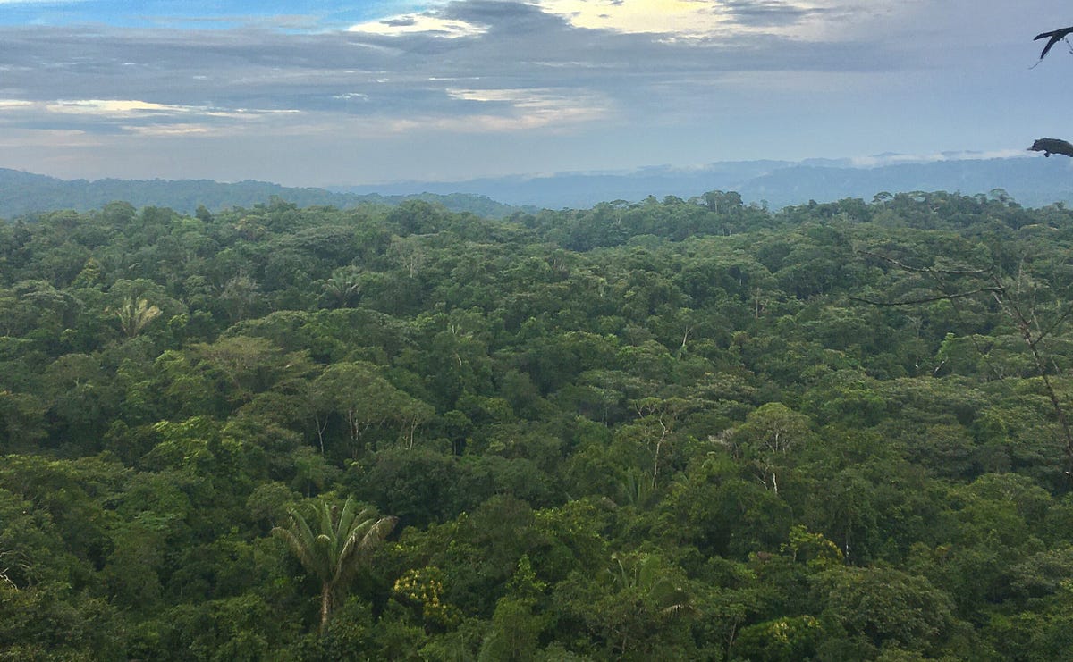 Unpacking Recent Good News from the Amazon | by Kenny Minker | The New ...
