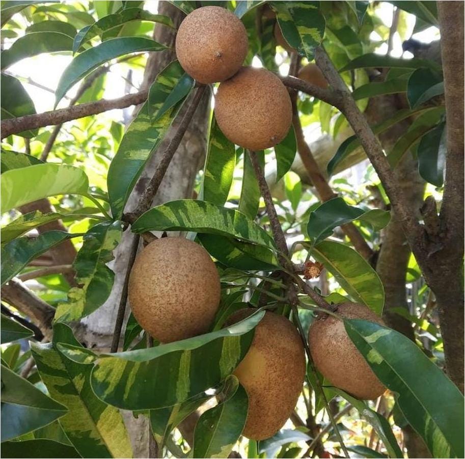 Bibit Sawo Varigata Tanaman Buah Pangandaran Berkualitas | by ...