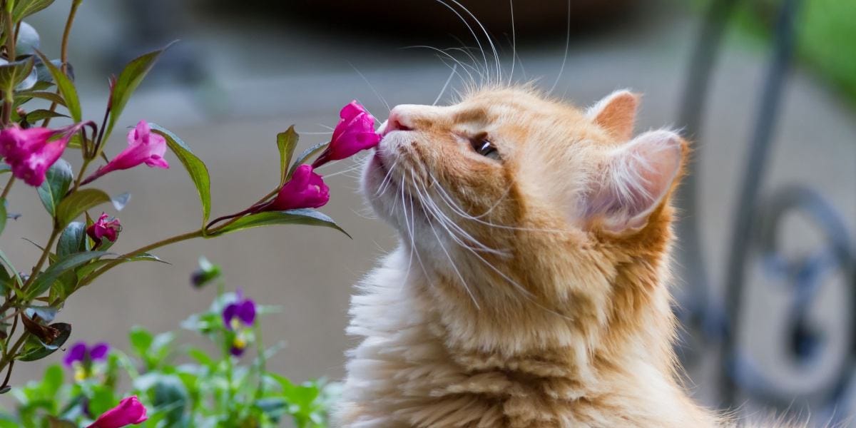 Top Nine Smells That Cats Don’t Like | Coinmonks