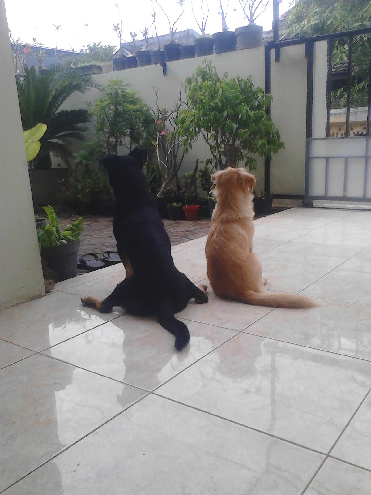 My Dogs Taught Me About Anger. Dog never hates | by Hapsari Listya ...