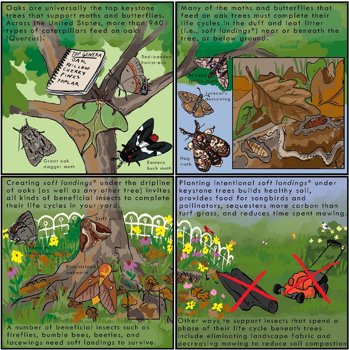 Plant a “Soft Landing” Under an Oak Tree to Create Vital Pollinator Habitat | by Morristown ...