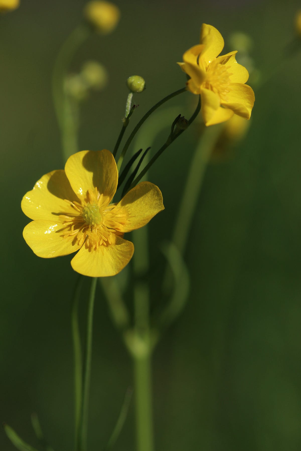 Fill Me Up Buttercup. Gen went out on her terrace to water… | by F ...