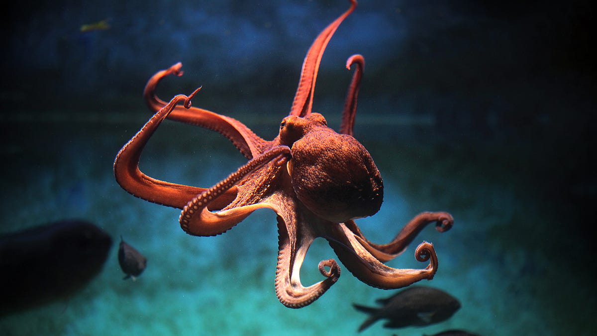 Unveiling the Mystery: The Secret Life of Octopuses | by Kevin Gates ...