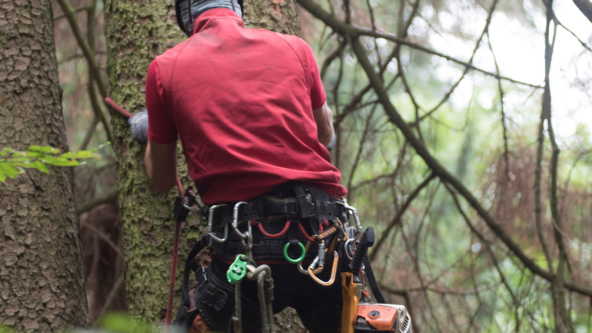 Emergency Tree Service: How to Handle Tree-Related Emergencies | by ...