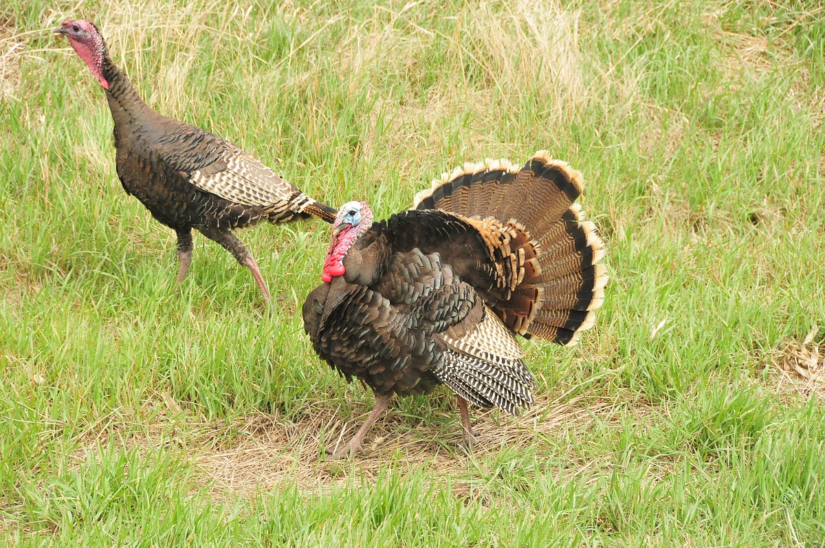 Wild Facts About That Thanksgiving Bird | by U.S. Fish and Wildlife ...