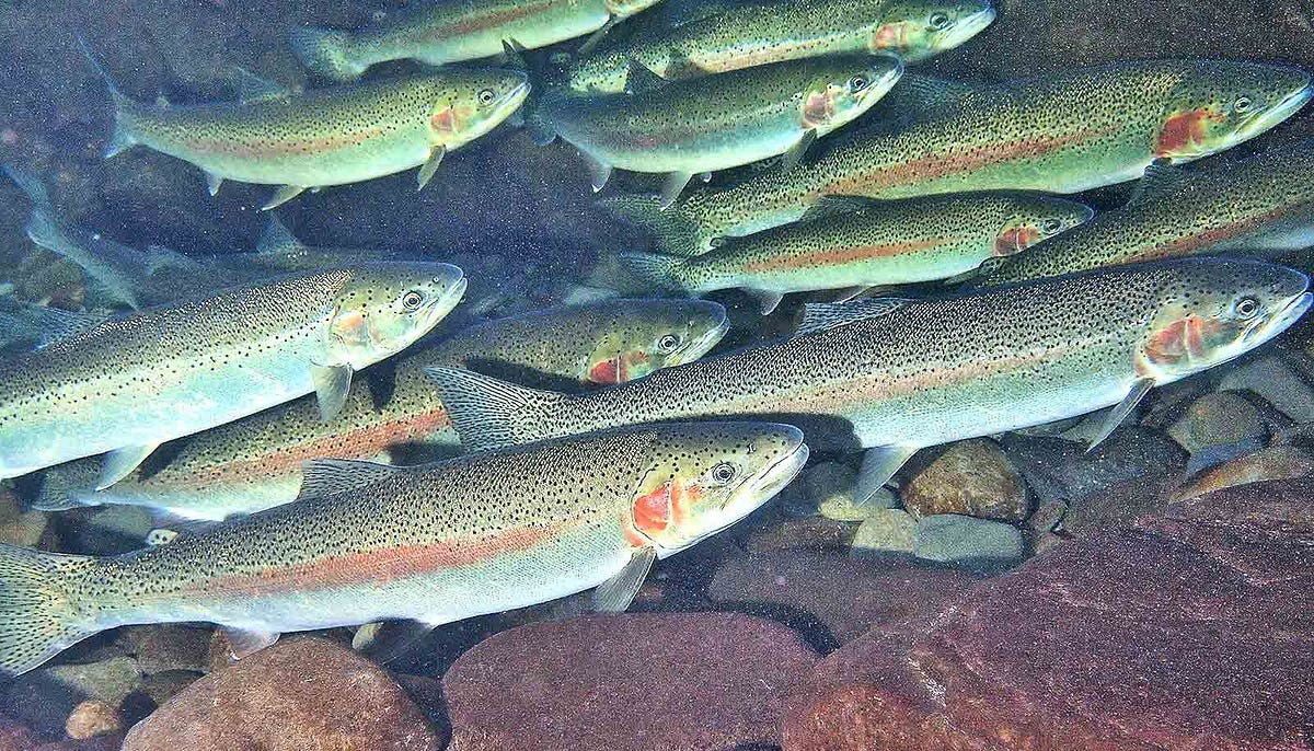 The steelhead. a chapter from Say Yes, a novel. | by Hunter Foxx | Medium