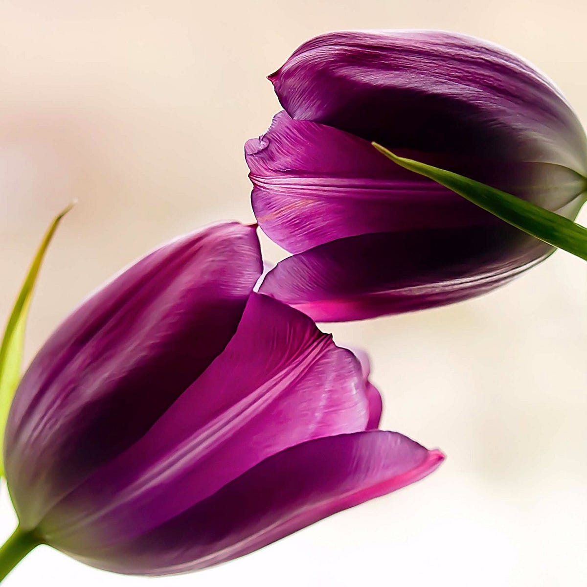 A Kinder Definition of Communication… | by Liz McLeod | Medium