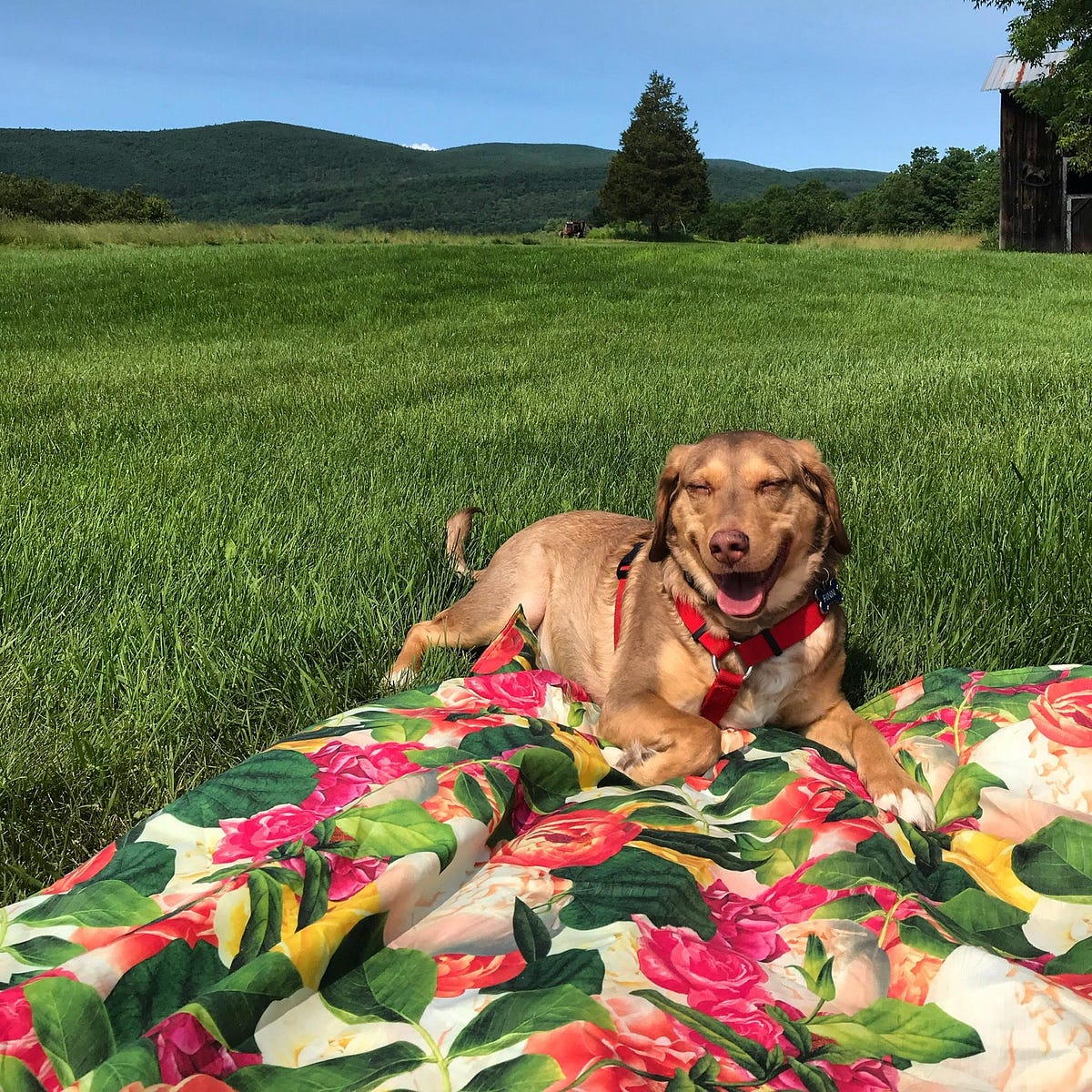 The Love and Loss of Finn the Dog | by Mary Boyles | Medium