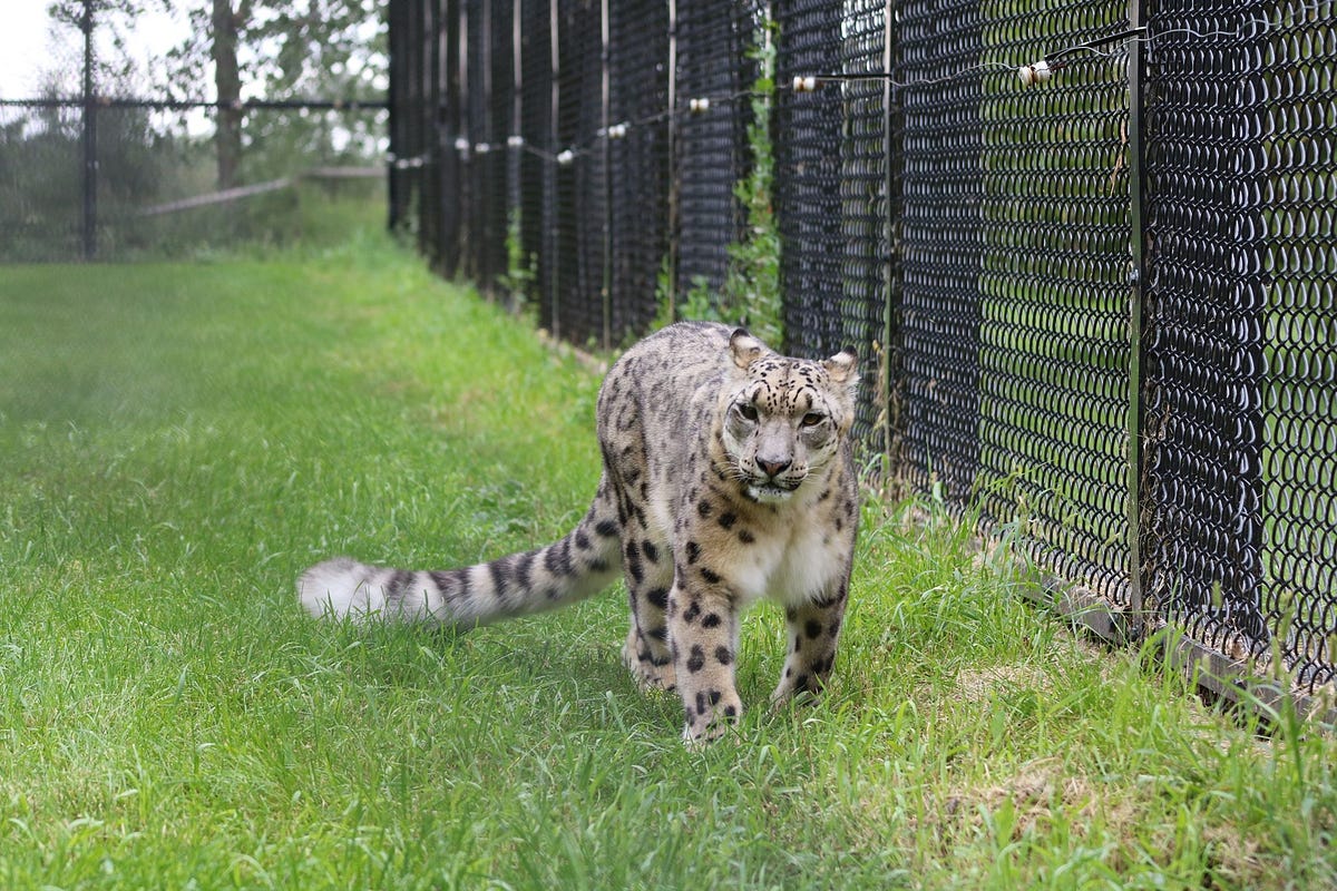 A day in the life as a Zookeeper. An insight into what a zookeeper does ...