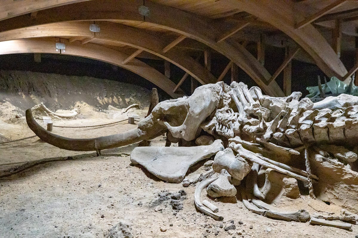 The Mighty Mammoth: A Glimpse into Prehistoric Giants | by My Universe ...