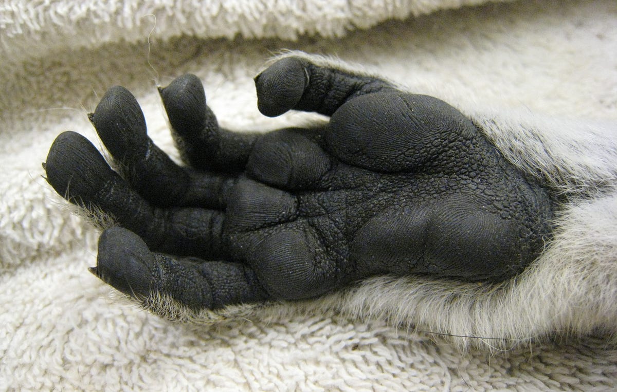 Literature Review: The Monkey’s Paw | by Alex Falcone | The Weekly Weep ...