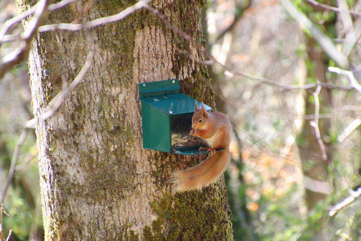 Good and bad news for red squirrels. | by Phil Pickin | May, 2024 | Medium