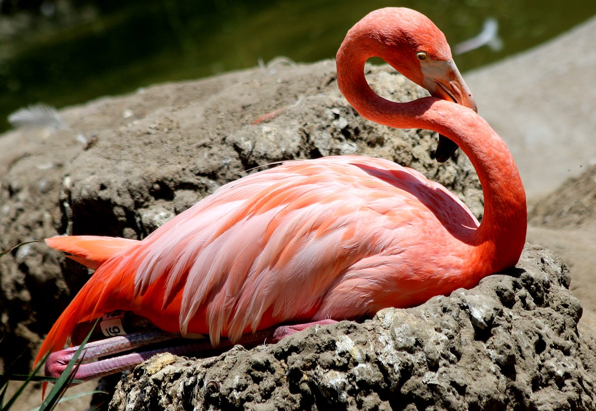 Elegy For The Dead Flamingoes. As airstrike killed three dozens… | by ...