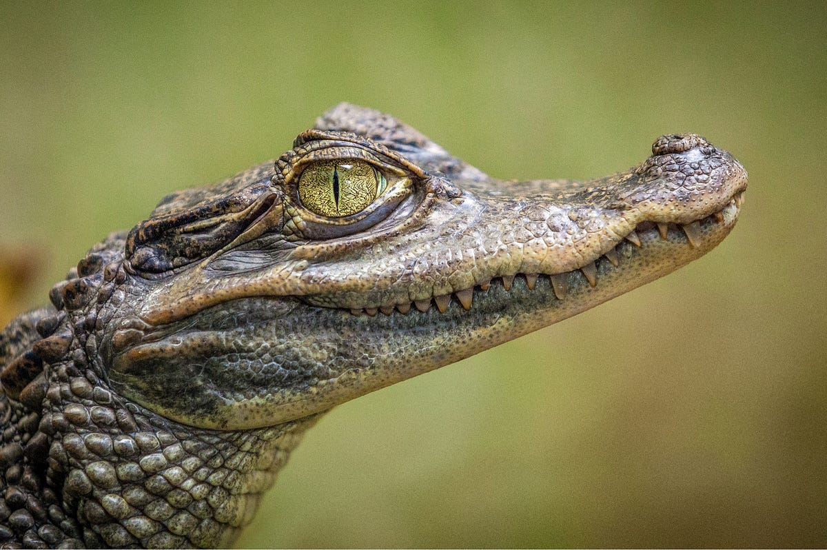10 Jaw-Dropping Facts About Crocodiles You Probably Didn’t Know | by ...