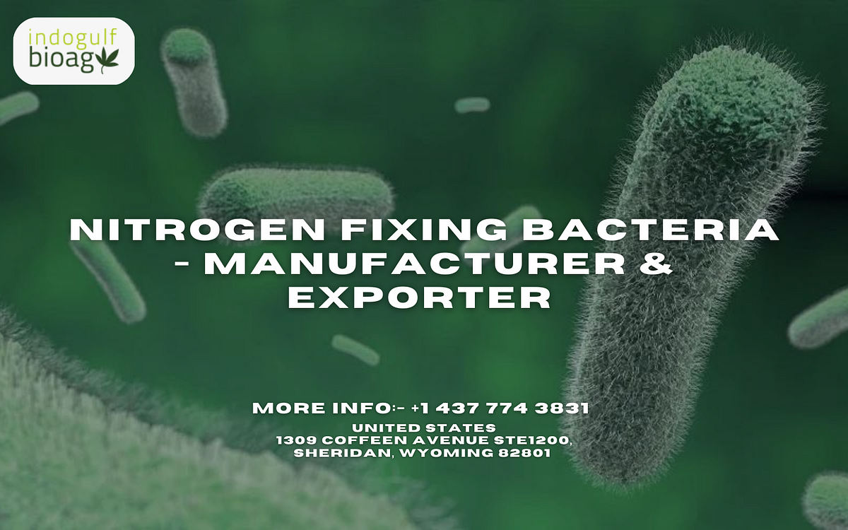Boost Your Agricultural Production With Nitrogen Fixing Bacteria ...