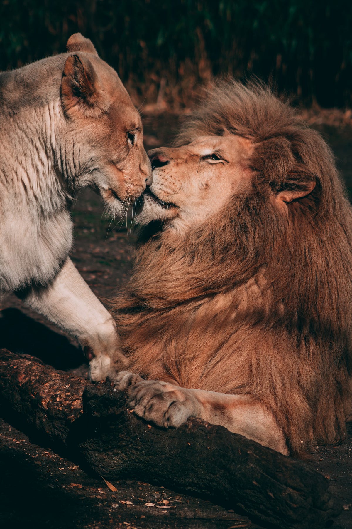two lions,animal love,the wild | Medium