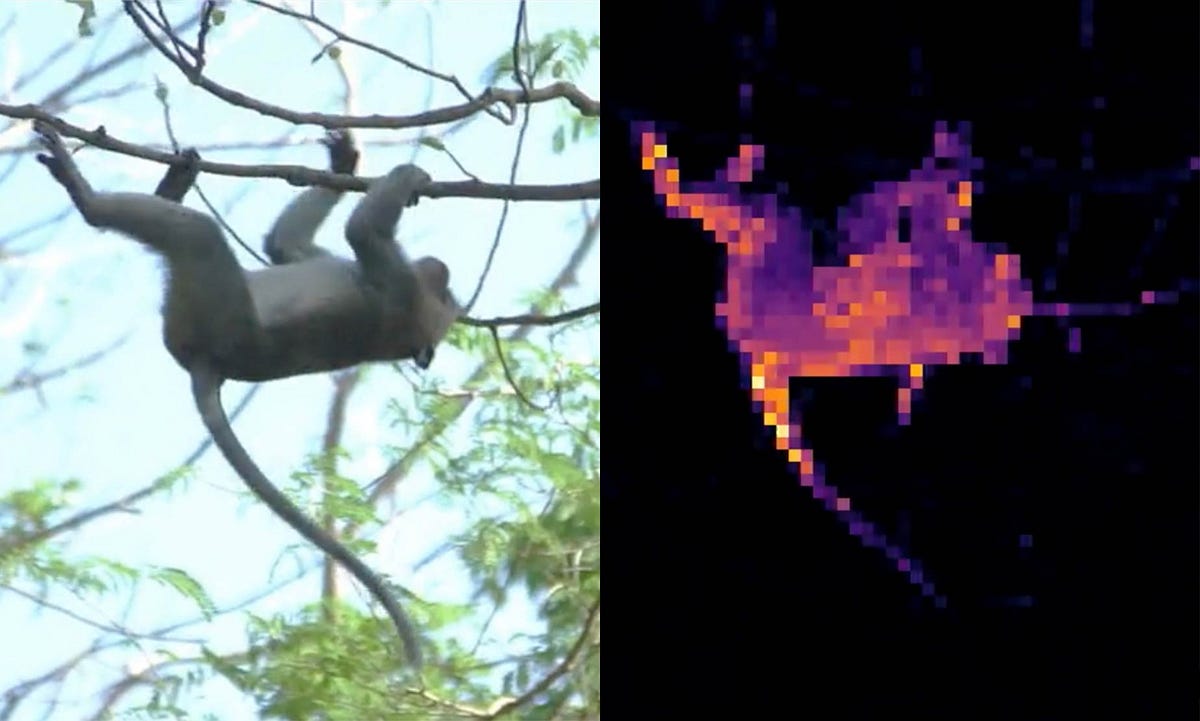 Paper Explained Dino — Emerging Properties In Self Supervised Vision Transformers By Leon