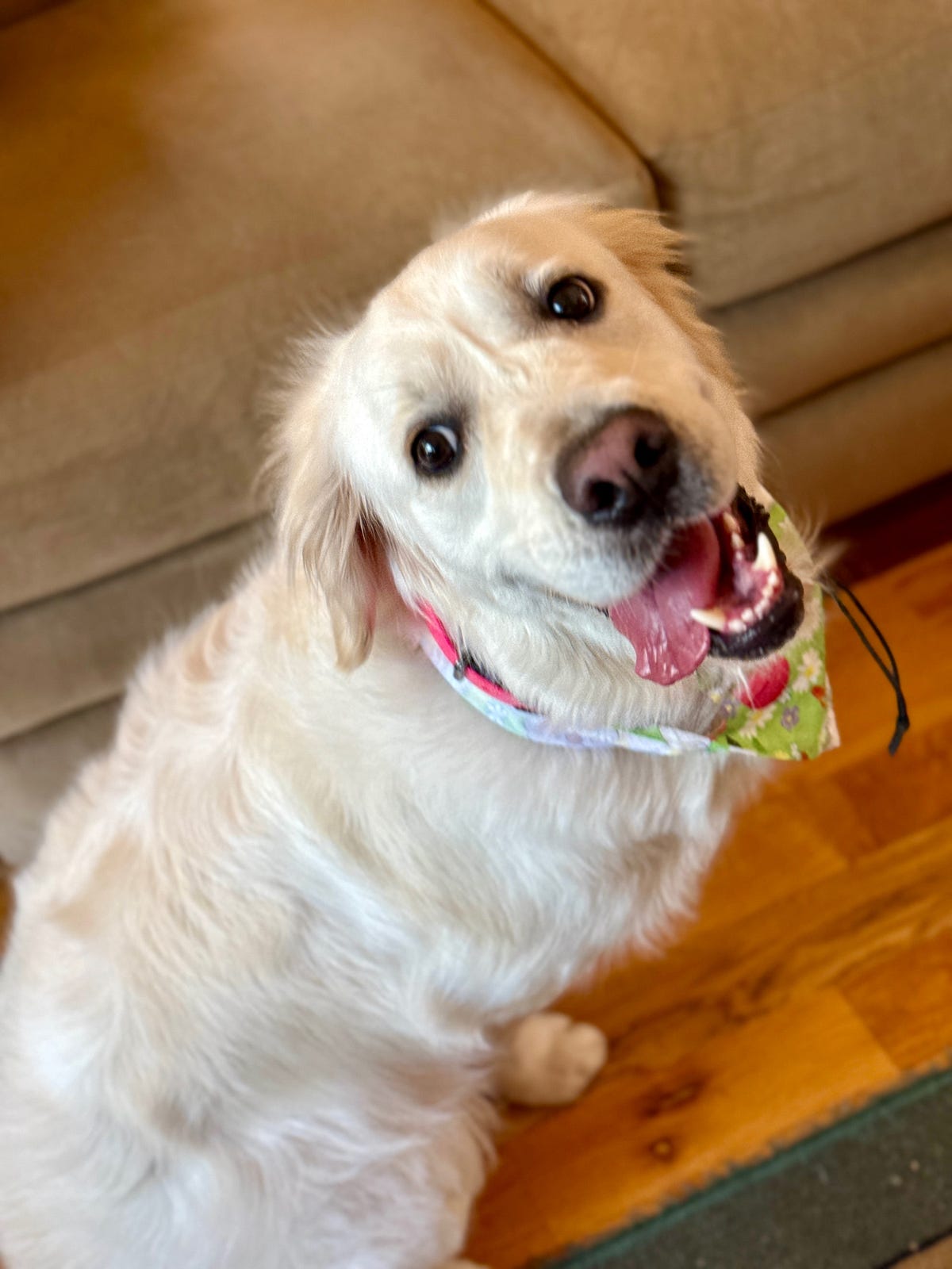 Meet Maggie. Tales of a Golden Retriever | by Angie Dean | Jun, 2025 ...