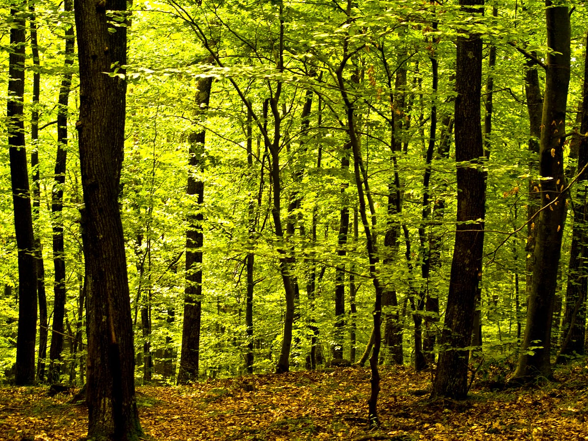 Bagging and The Random Forest. This week, I would like to give an… | by ...