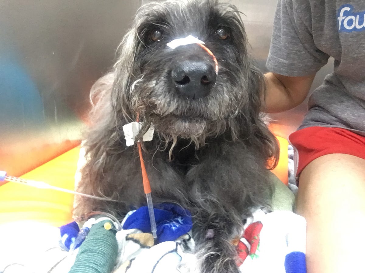 Truman. What Happened and How He's Doing | by Cathy Brooks | Canine ...