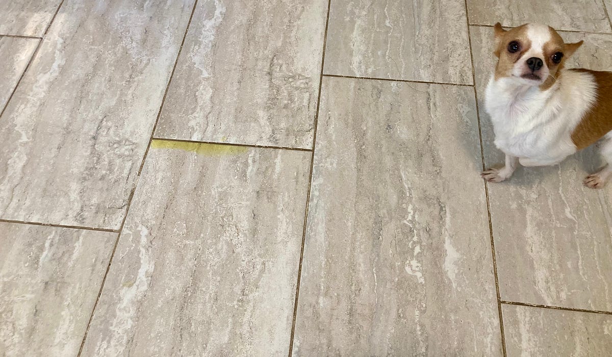 3 Things I Do When My Dog Makes A Potty Error | by Nanette Lai, MA ...