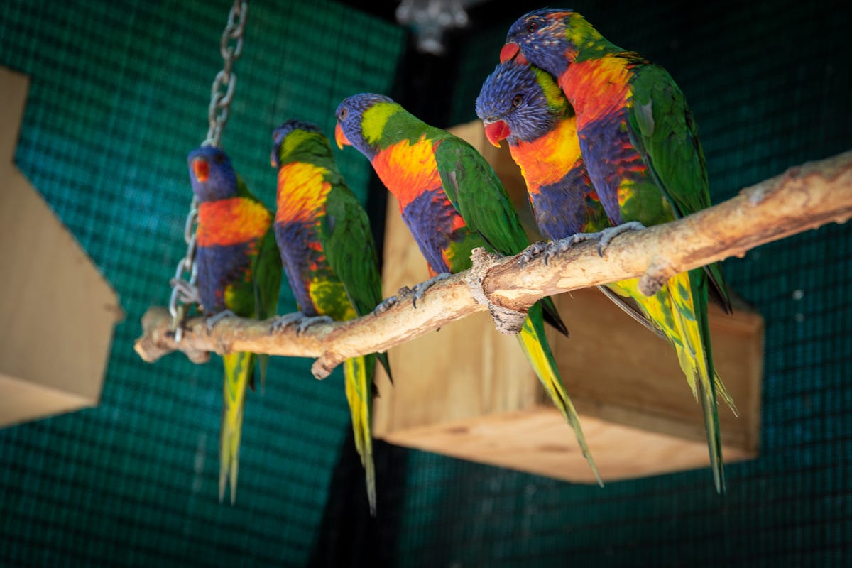 Cultivating Delightful Wings: A Comprehensive Guide to Keeping Your ...