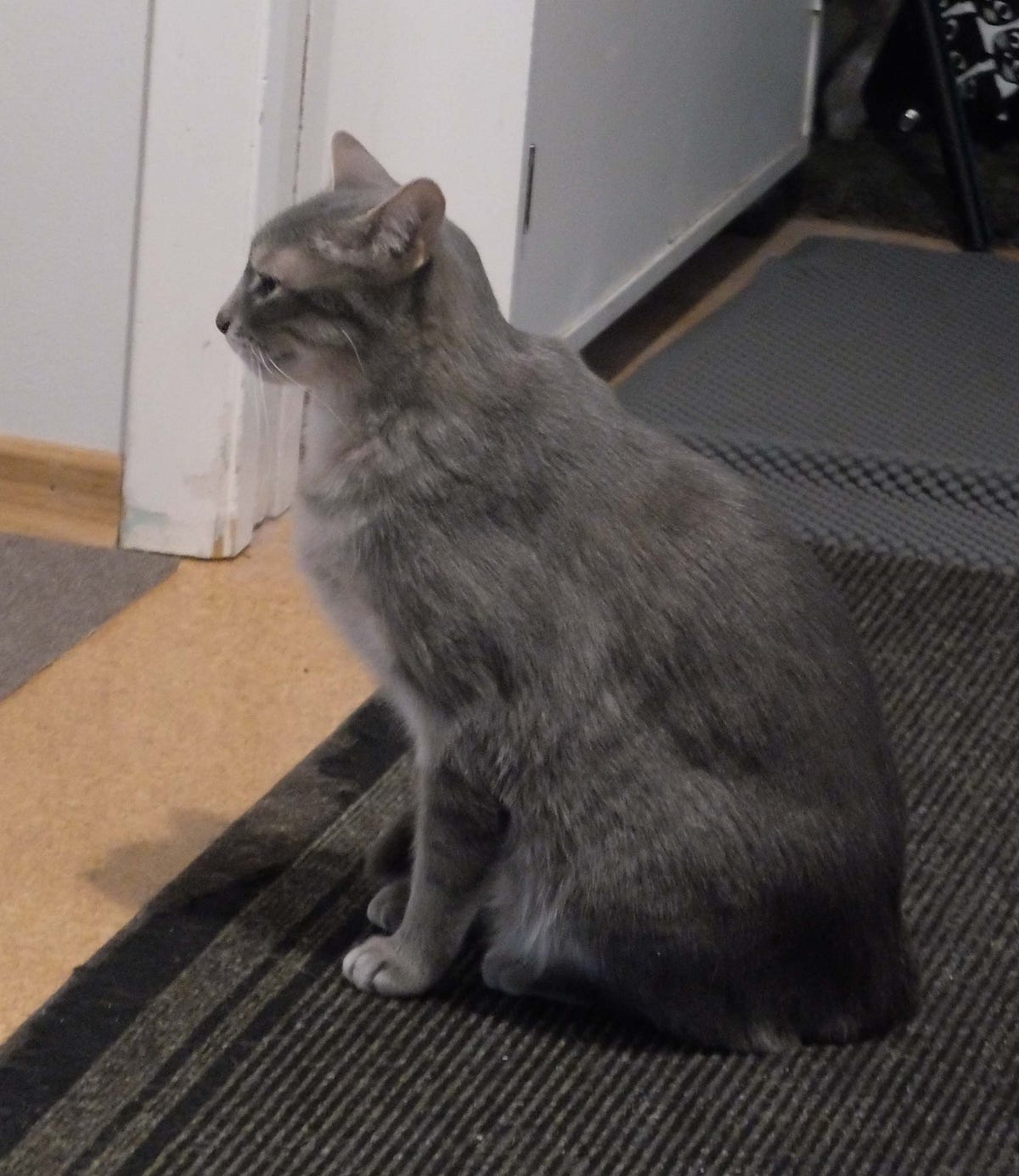 Caturday with Shadow - Catness - Medium