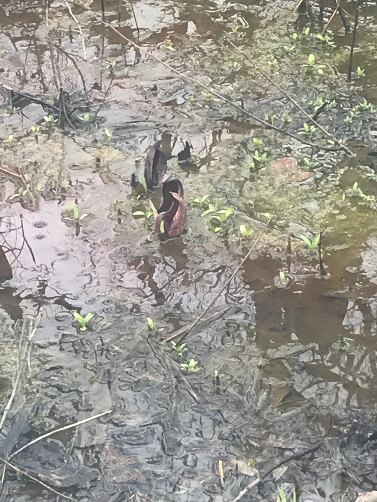 Skunk Cabbage Mud Garden. The fire catches, flames peaking out… | by ...