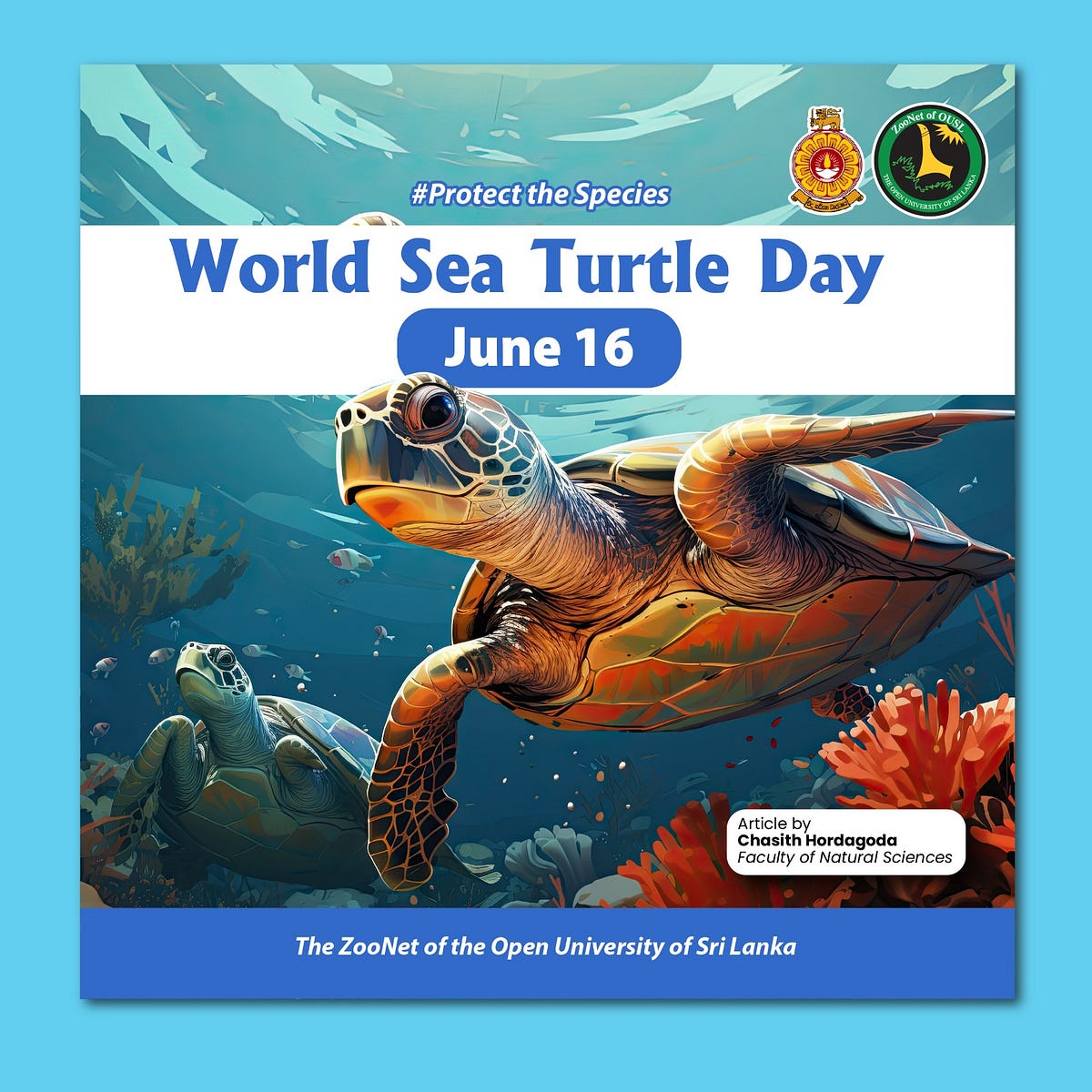 A Push Towards a Safer Future for the Mighty Sea Turtle ˖°🌊⋆ | by ...