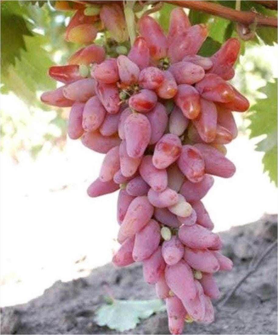 Bibit Anggur Berbunga Jenis Dubovsky Pink Import Kuningan | by zahrah ...