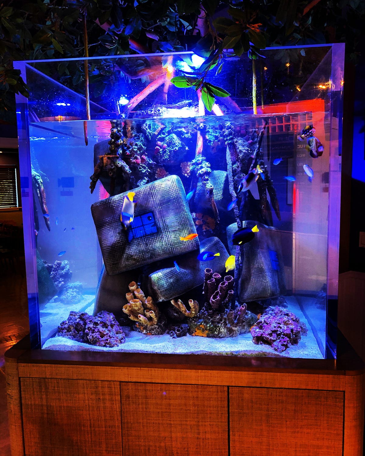 All you need to know about Key West Aquarium Design | by keys aquatics ...