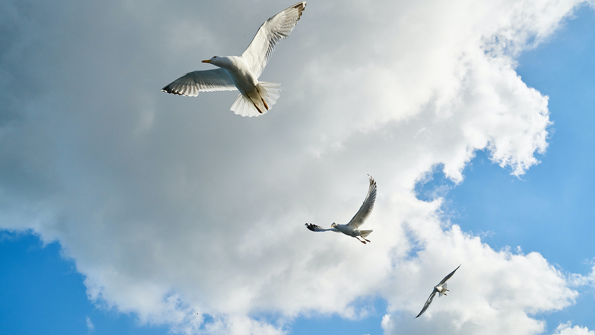 Professional Freedom: The Quest for Meaning and the Emergence of an ...
