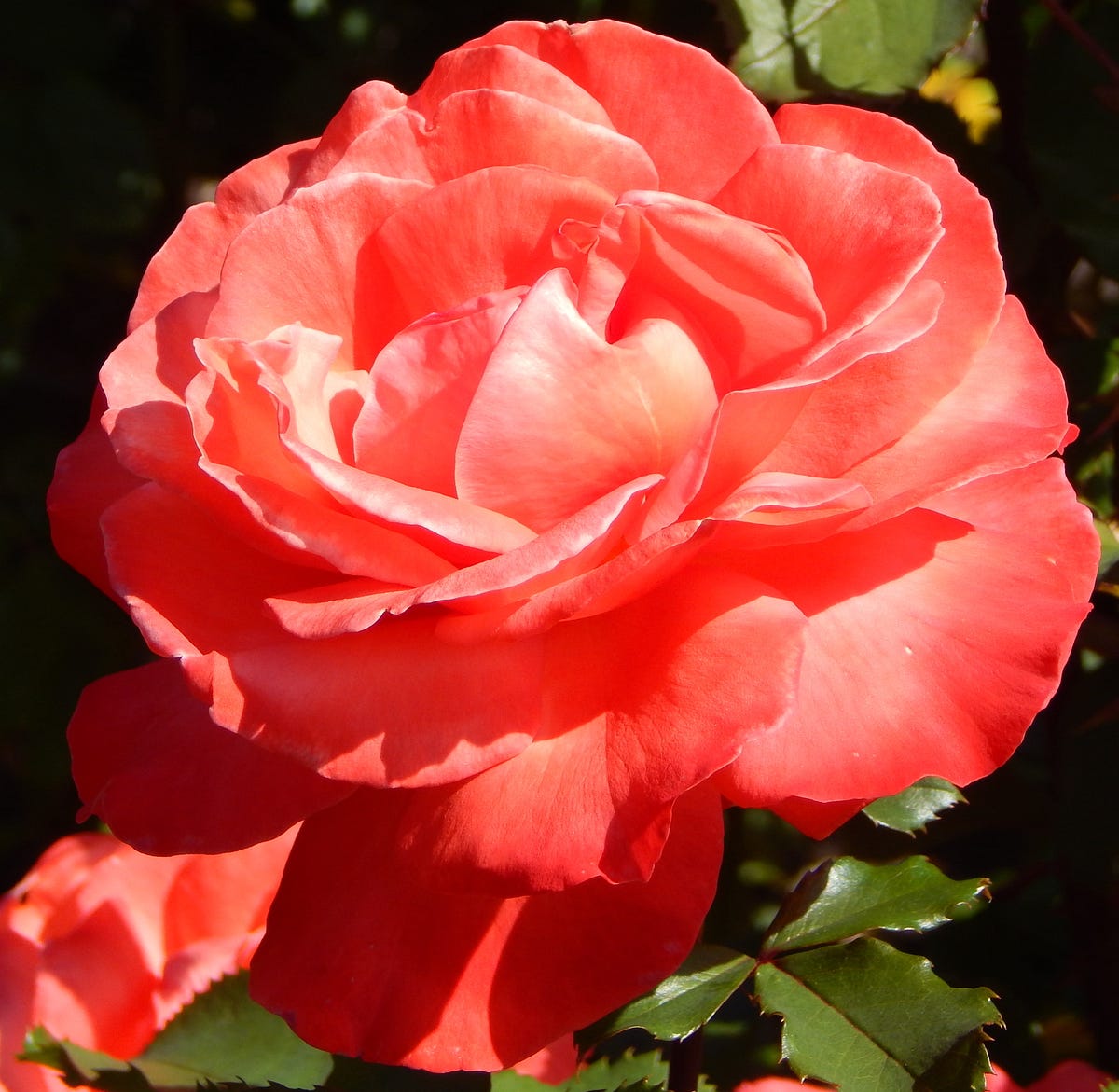 Flash Fiction- Roses in the Ground | by Haley Jackson | Medium