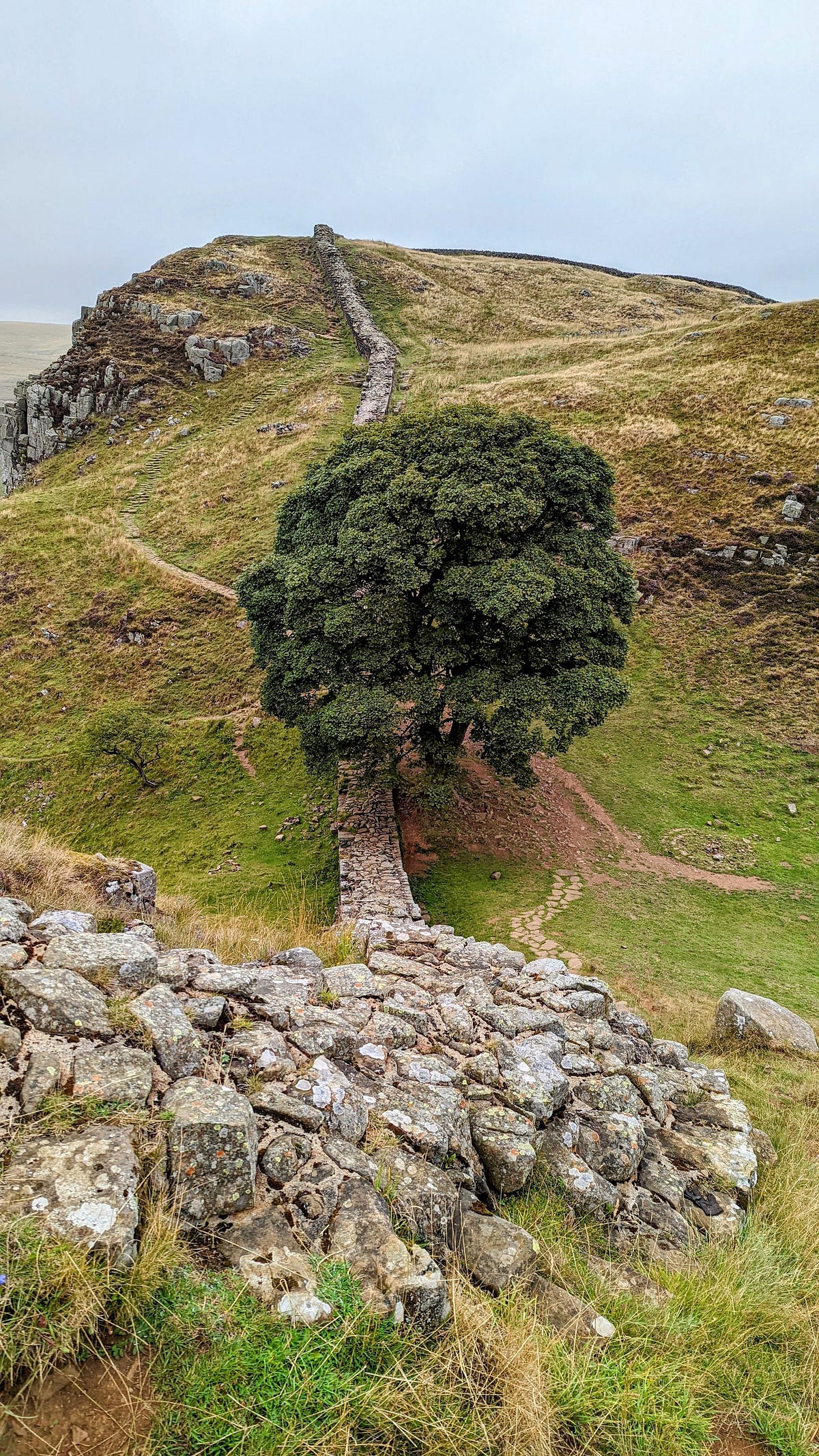 The Sycamore Gap Tree: A Symbolic Loss in a Forest of Destruction | by ...