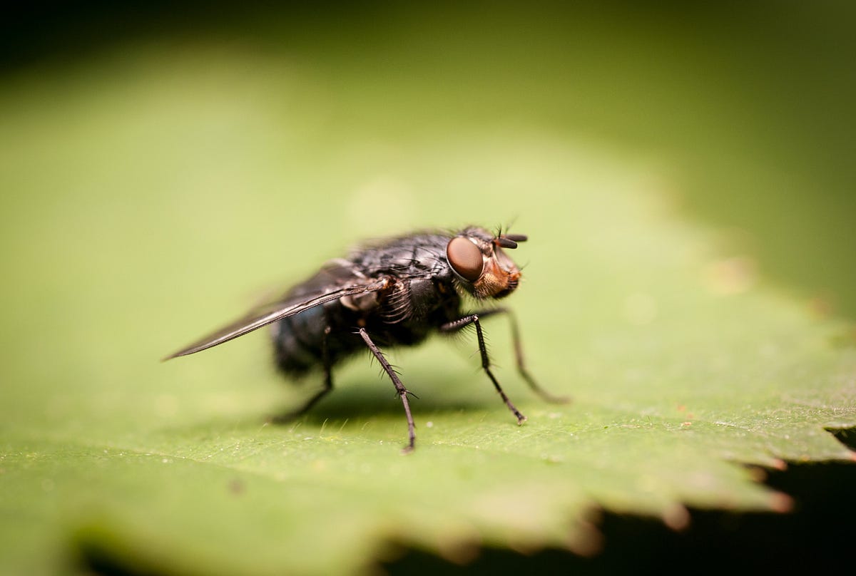 Melbourne's Flea Control Revolution: New Techniques for a Bug-Free Life ...